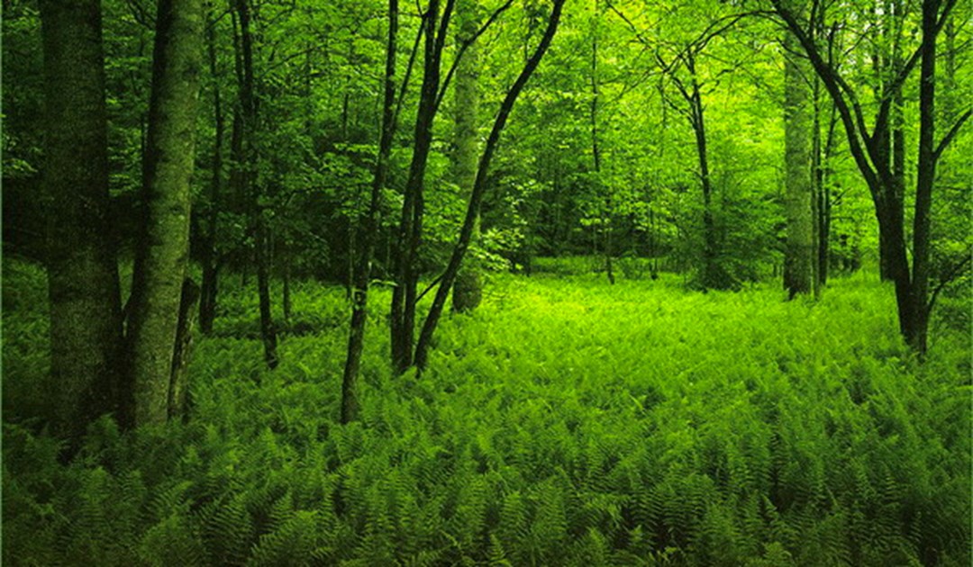 Alma Iatan is fundraising for Fundatia ADEPT