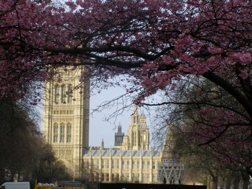 Alice Pearson is fundraising for Trees for Cities