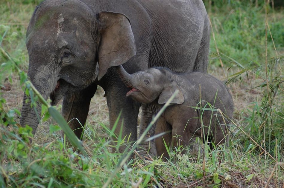 Becky Honeyman is fundraising for Elephant Family