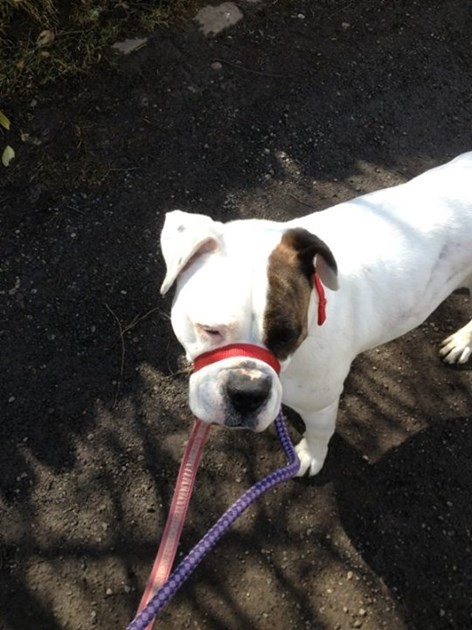 Susan Hancox is fundraising for BLEAKHOLT