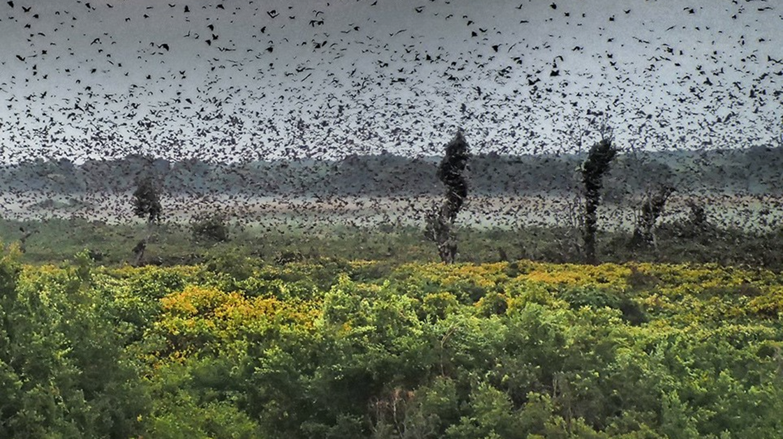 Fiona Mathews is fundraising for The Kasanka Trust