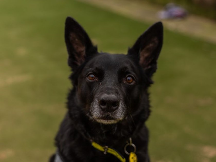 Mary Catherine Leach is fundraising for Dogs Trust