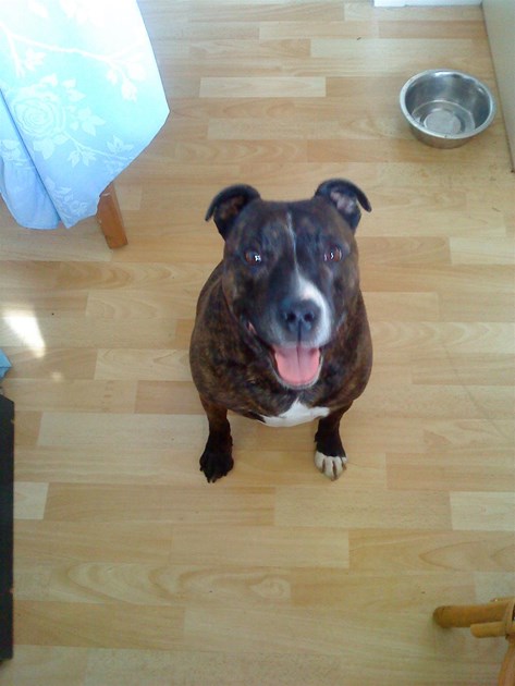 Victoria O'Donnell is fundraising for Dogs Trust