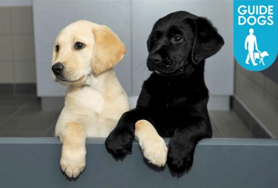 Lisa Whitby is fundraising for Guide Dogs