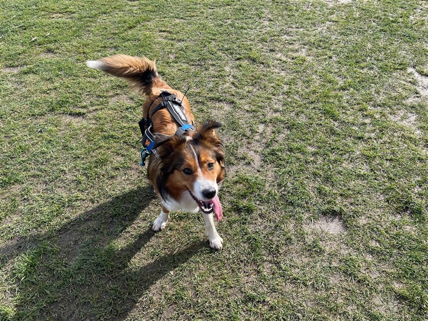 Christine Cable is fundraising for Battersea