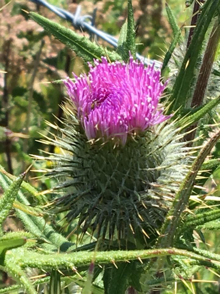 Lesley Finnie is fundraising for The Archie Foundation