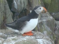 Catherine Nicol is fundraising for Herriot Hospice Homecare.