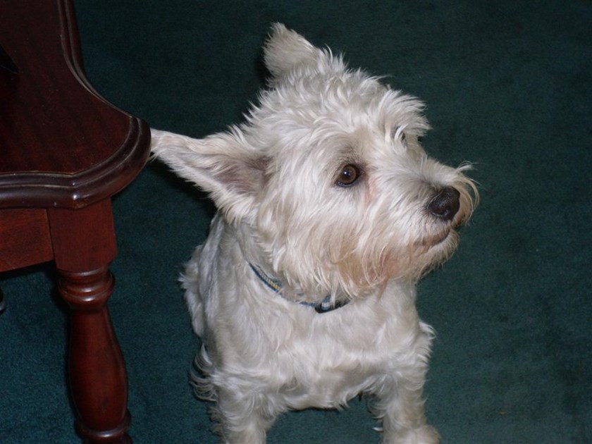 Nicola Duffy is fundraising for Dogs Trust