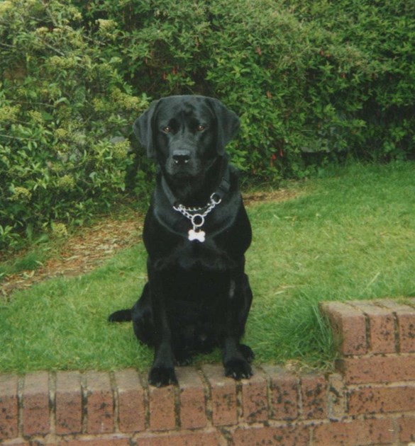 Kelly Collett is fundraising for Dogs Trust