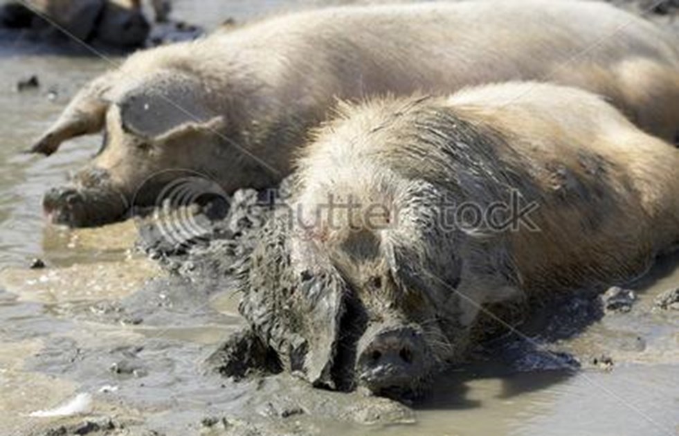 Andrew Terry is fundraising for Longfield