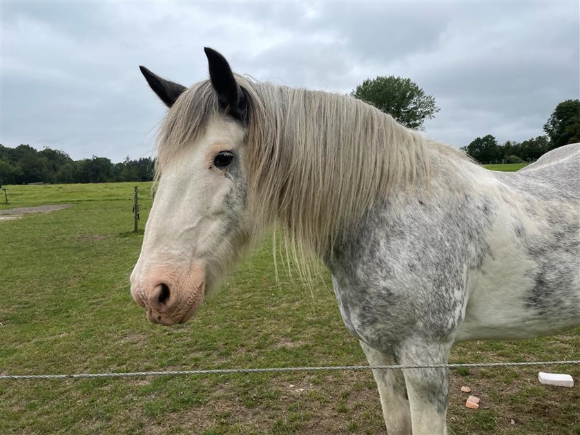 April Krause is fundraising for Mane Chance