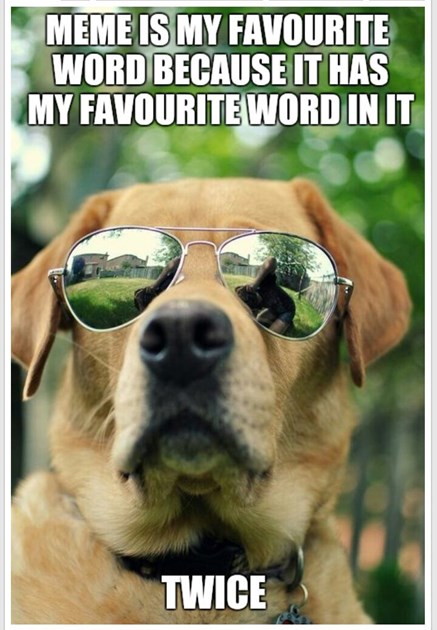 Edel Nolan is fundraising for Dundalk Dog Rescue