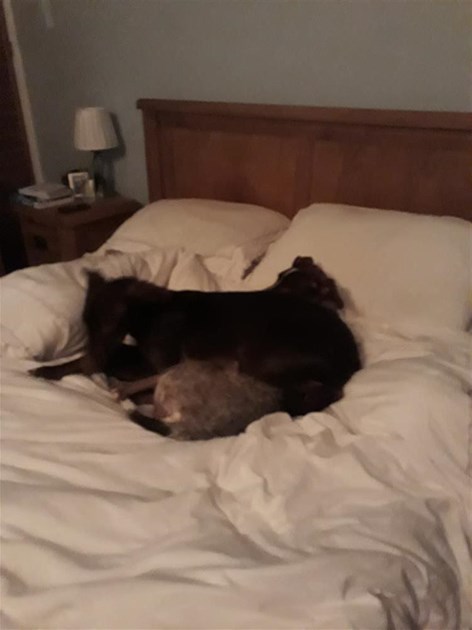 Lorraine Rice is fundraising for Battersea