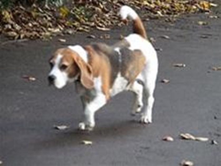 Lesley Rimmer is fundraising for Queenscourt Hospice