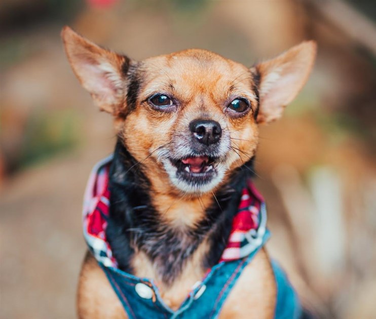 Carolyn Pope is fundraising for Grateful Rescue & Sanctuary