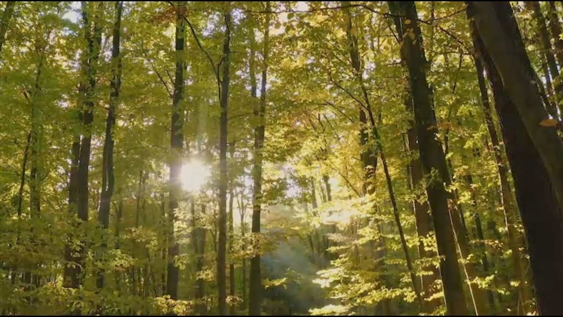 Martin Bunce is fundraising for Woodland Trust