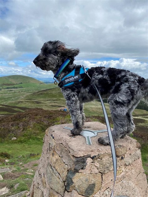 Sarah Leeson is fundraising for Battersea