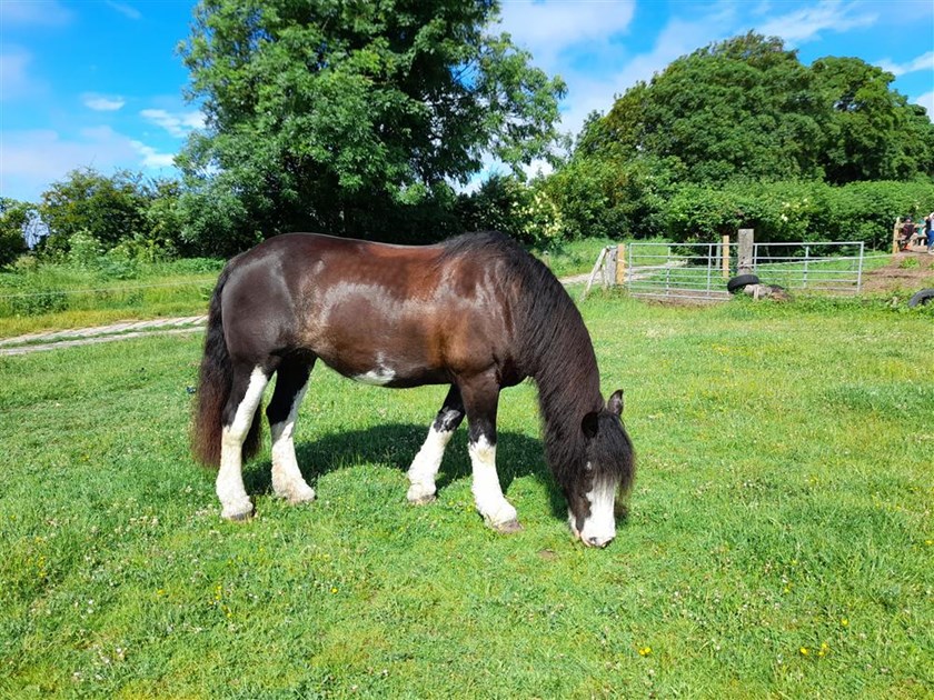 Sian Townsend is fundraising for Cornilo RDA