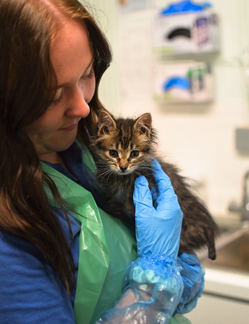 Northern Ireland Cat Centre is fundraising for Cats Protection