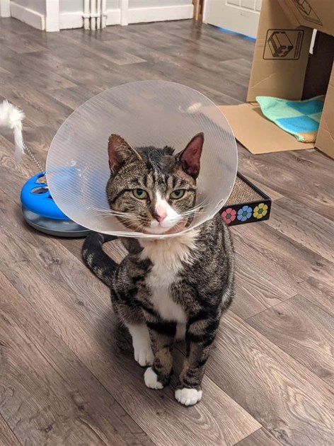 Basingstoke and District Cats Protection is fundraising for Cats Protection