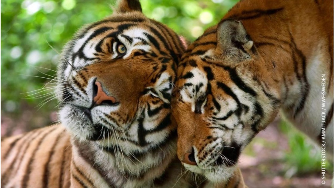 Timothy Bunting is fundraising for WWF-UK
