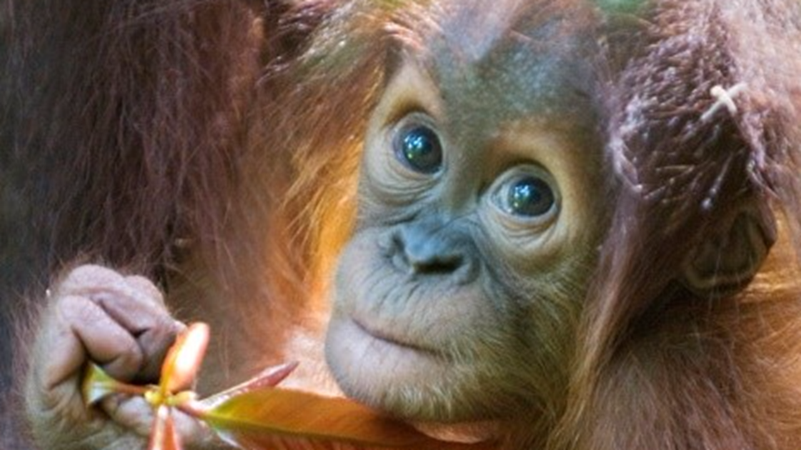 Laura Winder is fundraising for Sumatran Orangutan Society