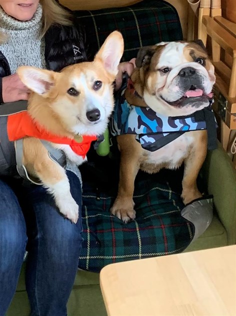 Charlotte Goodson is fundraising for Battersea