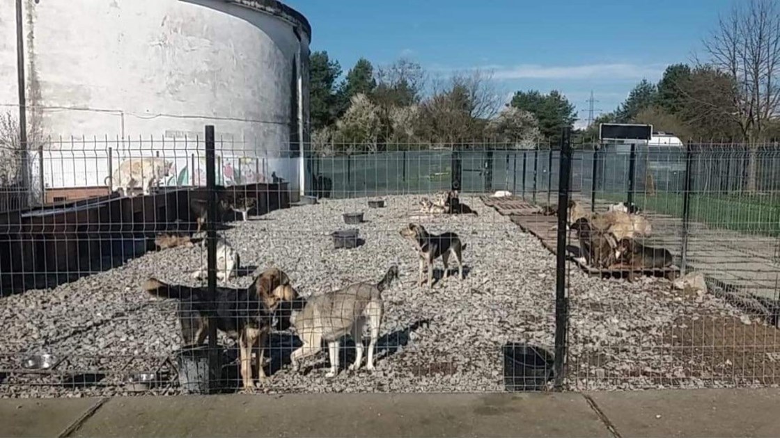 Gary Dent is fundraising for Pawprints to Freedom