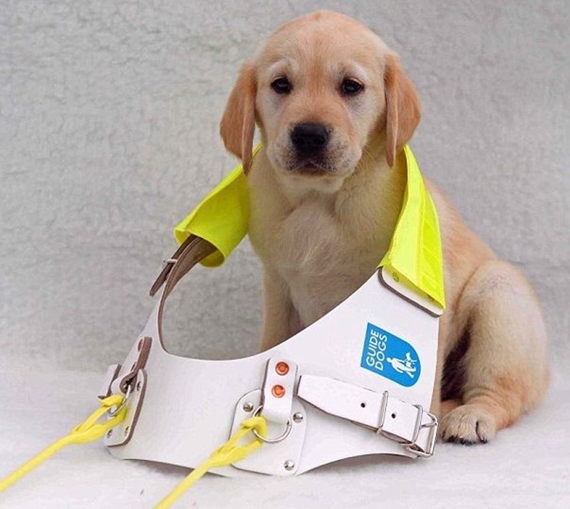 Felicity Stratton is fundraising for Guide Dogs