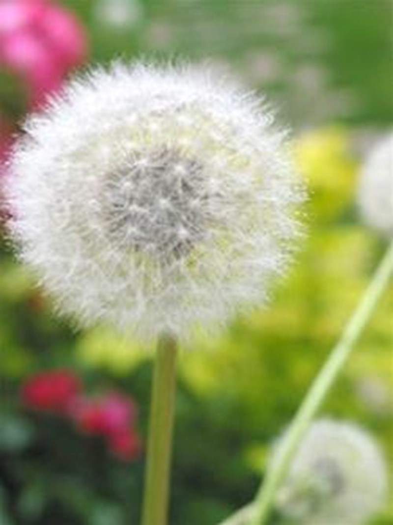 Ellen Sample is fundraising for St Helena Hospice