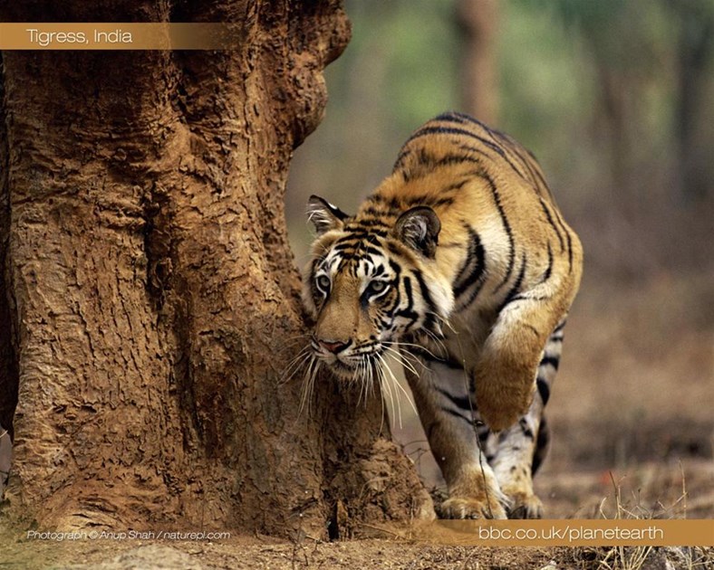 Ewan Donald is fundraising for WWF-UK