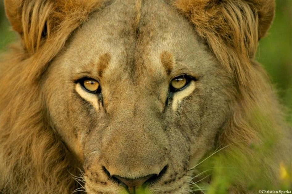 Panthera Wildlife Trust is fundraising for Panthera Wildlife Trust