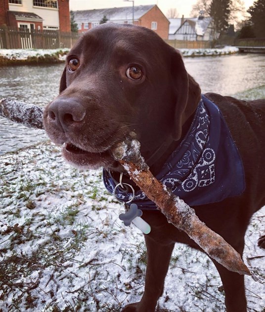 Charlotte Ruffles is fundraising for Battersea