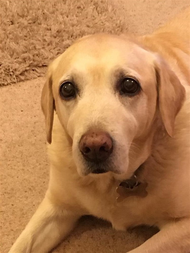 Allen Cummings is fundraising for Guide Dogs