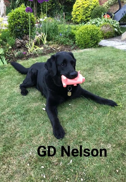 Cardiff Guide Dogs is fundraising for Guide Dogs
