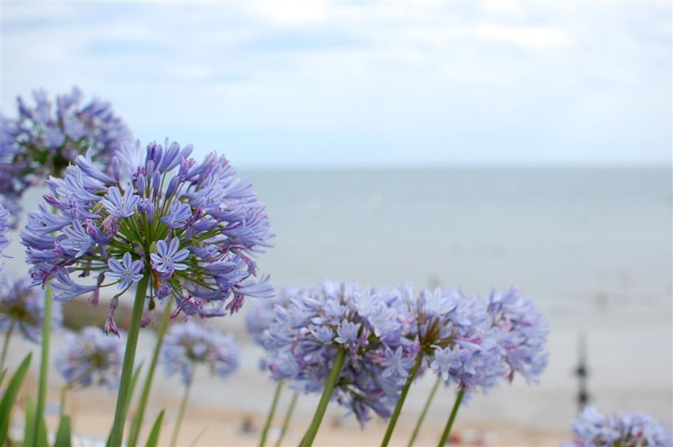 Heather Fyfe is fundraising for Alice's Arc