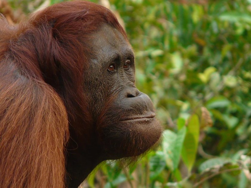 Ruby Tobin is fundraising for AWF