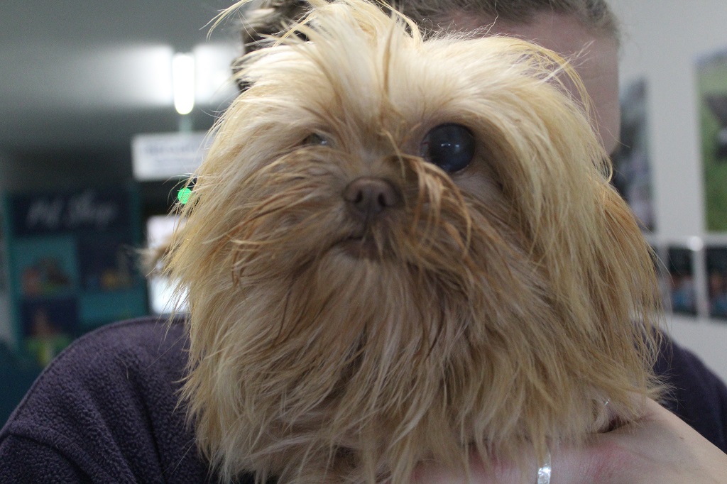 Rhubarb's Eye Removal - JustGiving