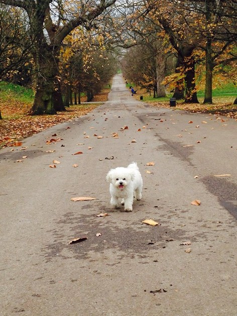 Nicky Griffiths is fundraising for RSPCA