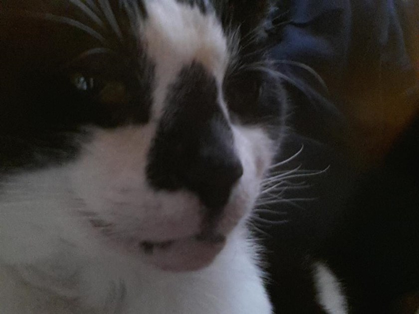 Sarah Breeze-Roberts is fundraising for RSPCA