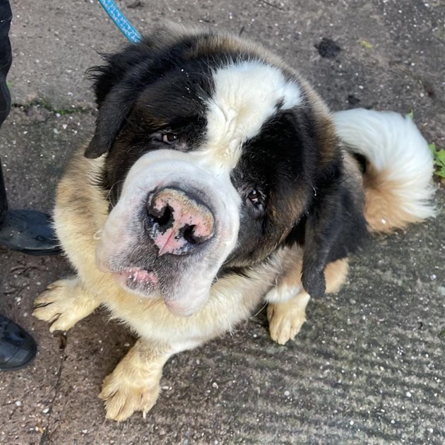 Maisie Smith is fundraising for Pebbles Legacy