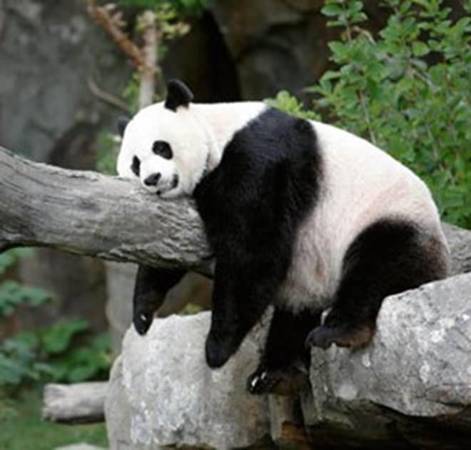 Alan Hook is fundraising for WWF-UK