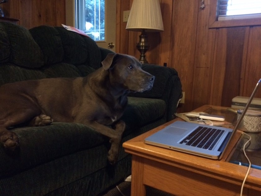 Jonathan Romm is fundraising for Second Chance Pet Adoptions Inc