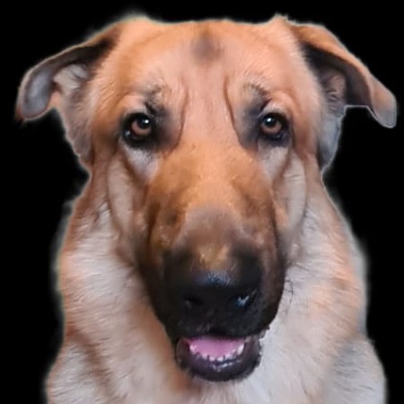 Zara Bullen is fundraising for Battersea