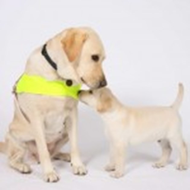 Jessica Hardcastle is fundraising for Guide Dogs