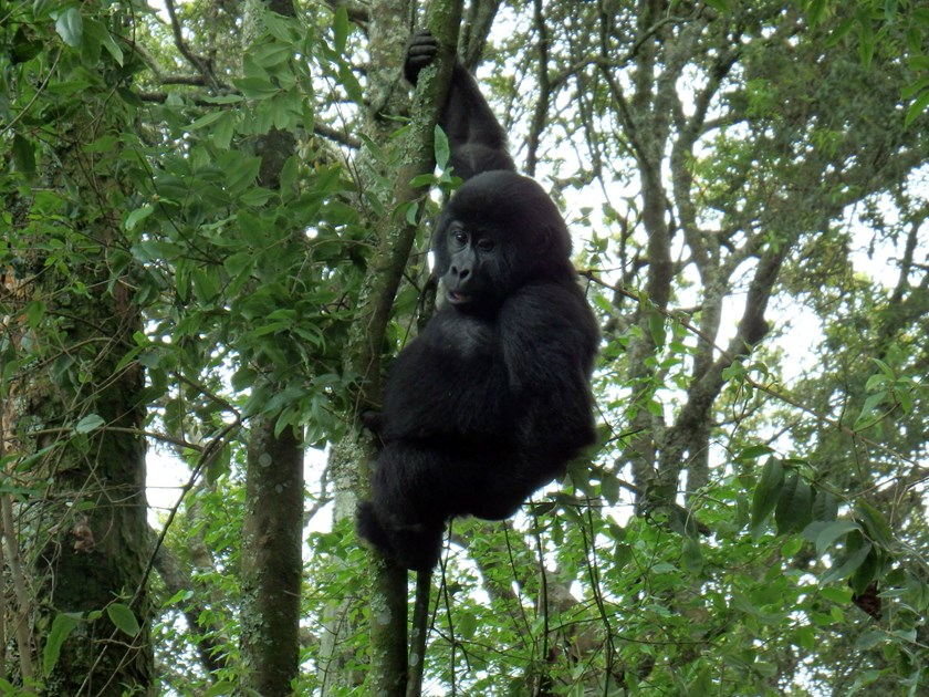 Matthew Fishwick is fundraising for The Gorilla Organization