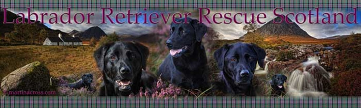 Liverpool vets4pets is fundraising for Labrador Retriever Rescue ...