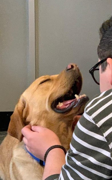 Zack Bull is fundraising for Support Dogs Ltd