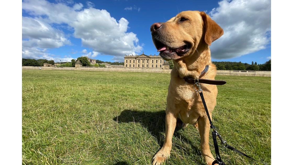 Tracey Firth is fundraising for Kidney Research UK