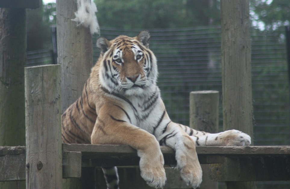 Kelly Bowring is fundraising for Zoological Society Of London